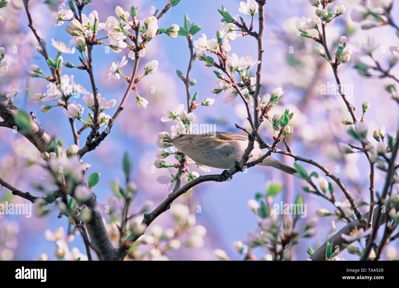 little songbird Warbler sitting on branches with flowers and pink buds ...