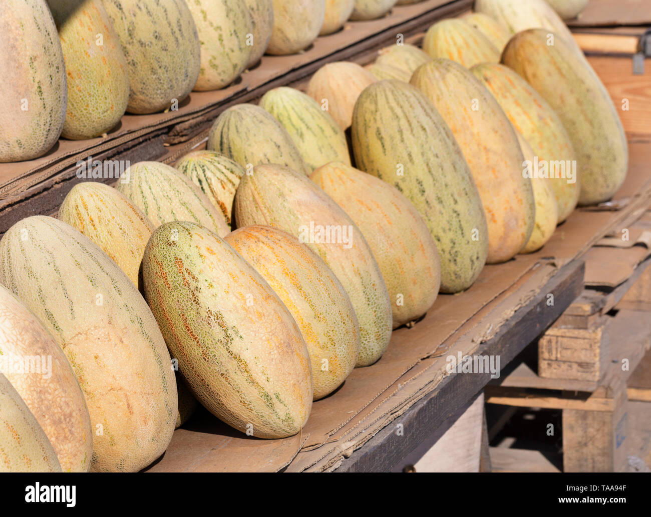 A heap of ripe yellow melons lie on wooden pallets and are sold on the ...