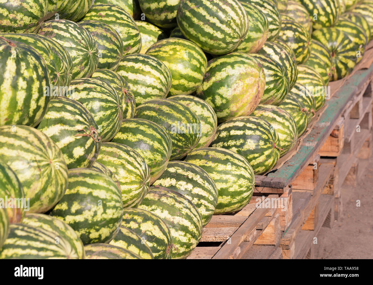 A heap of ripe green striped watermelons lie on wooden pallets and are ...