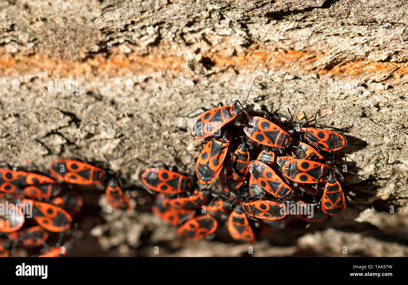 Cockroaches on tree bark hi-res stock photography and images - Alamy