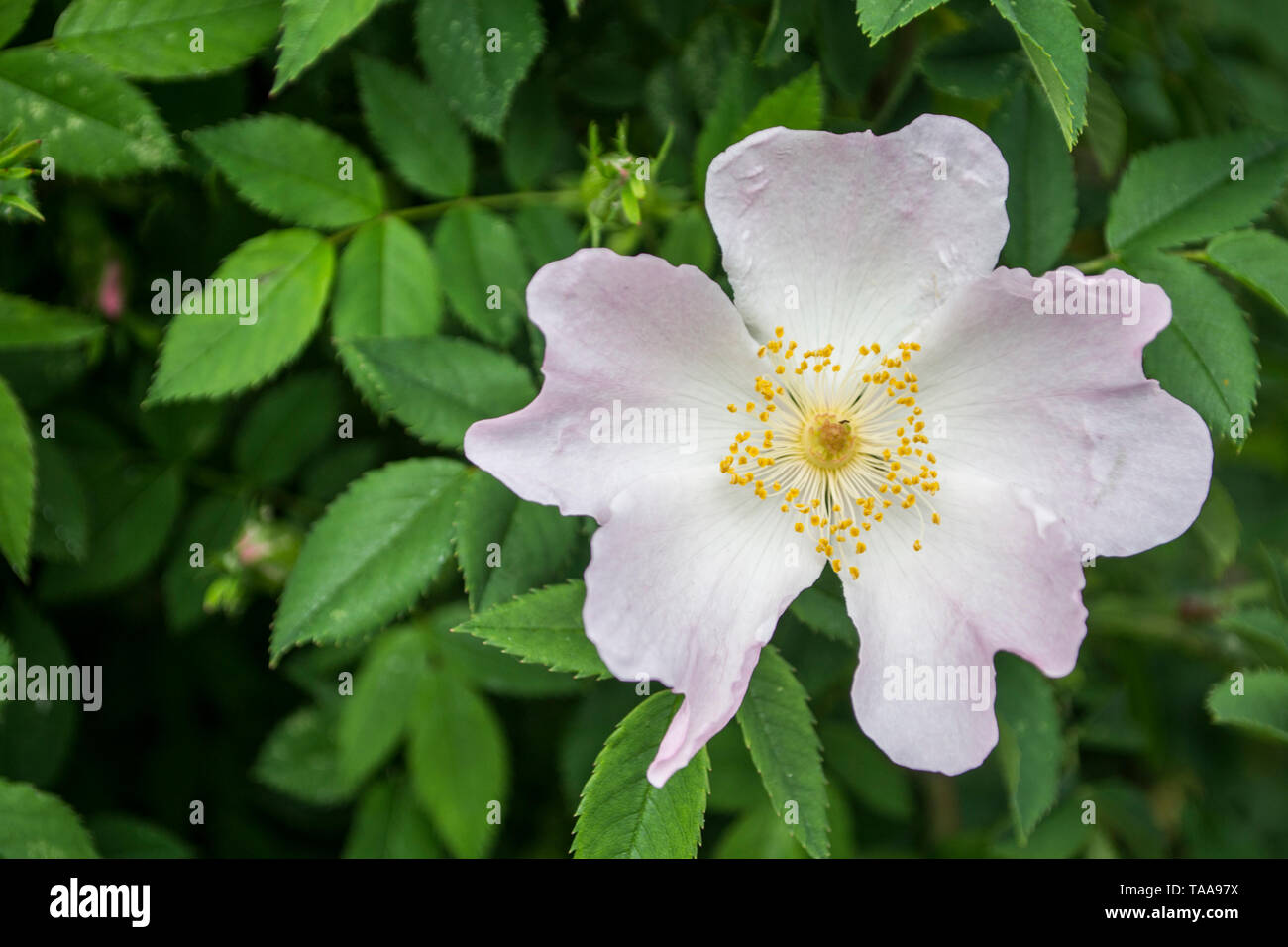 Rosa Canina bush tree in the city Stock Photo - Alamy