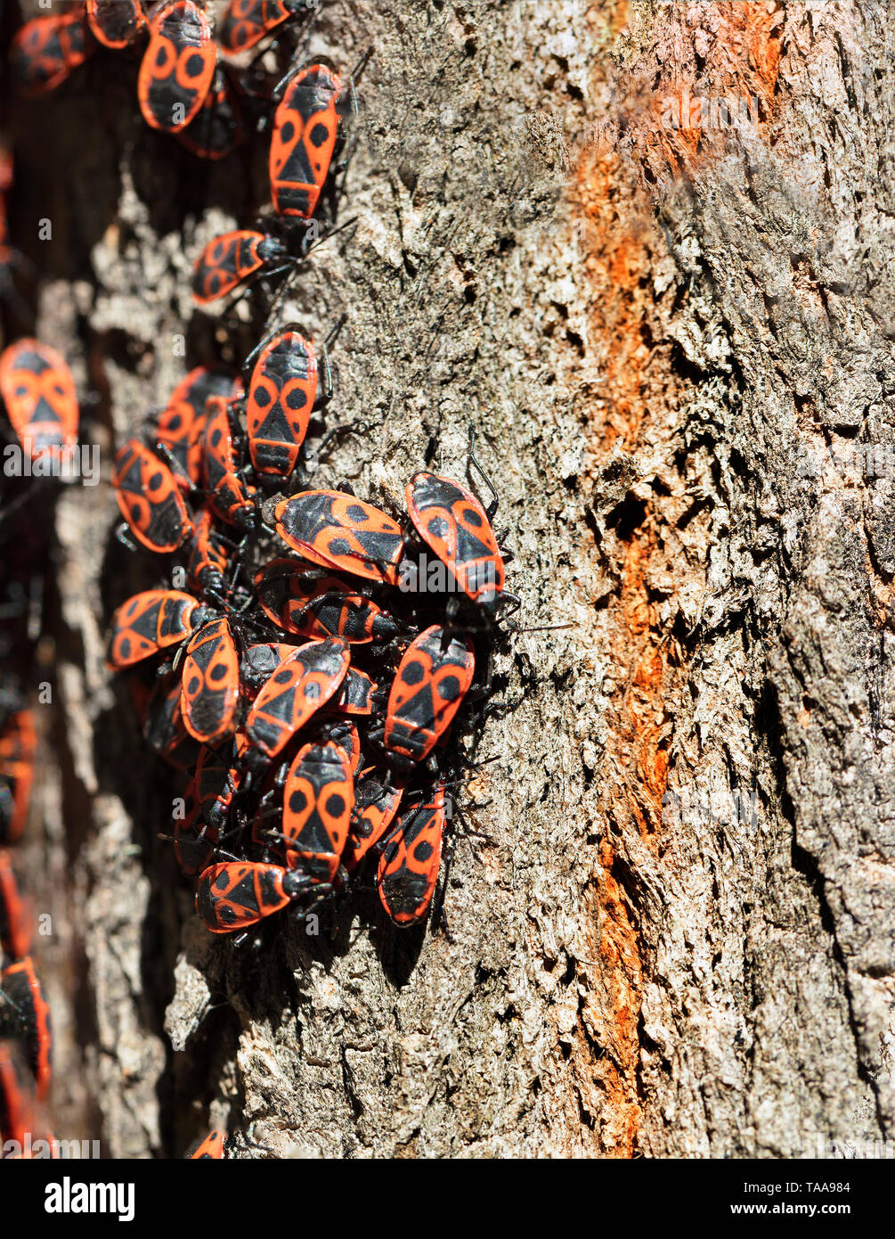 A flock of forest red-black cockroaches grouped on the bark of a tree ...