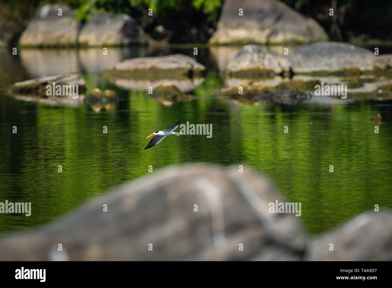 Indian skimmer skimming hi-res stock photography and images - Alamy