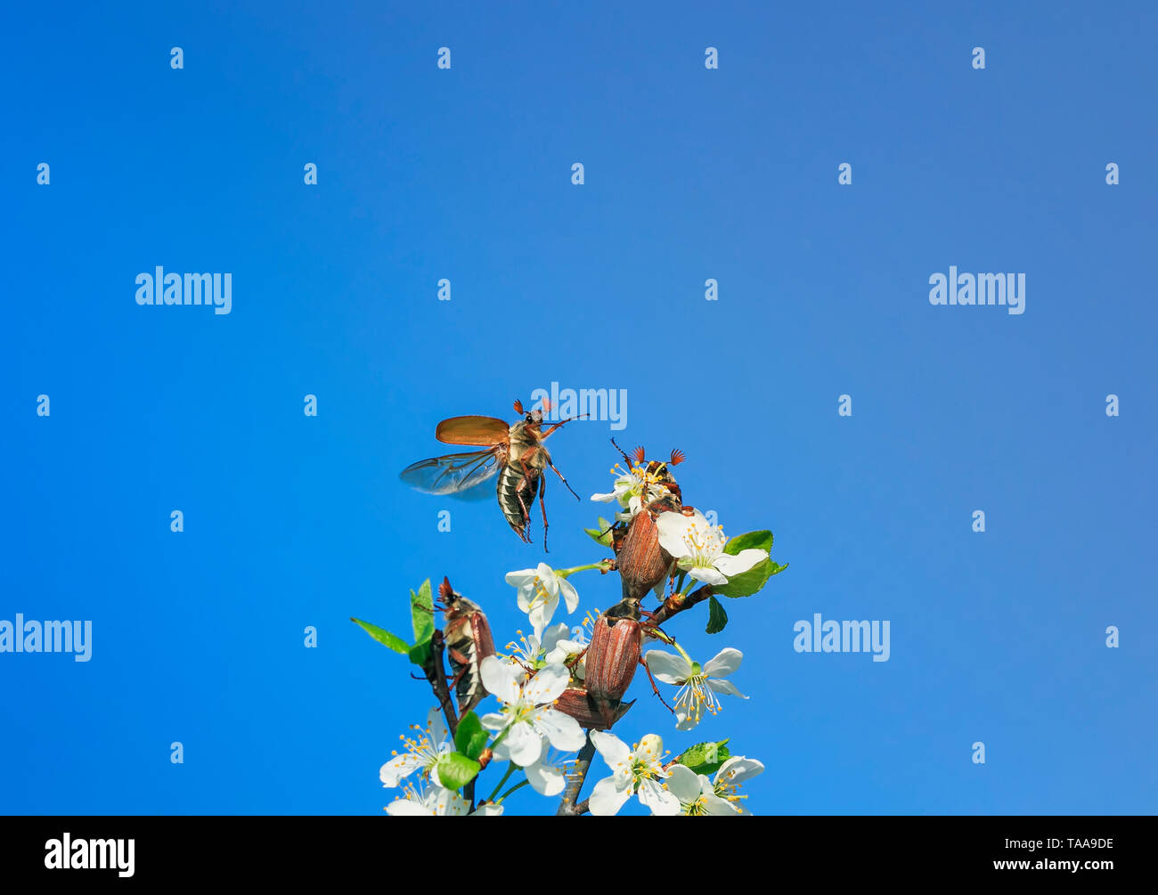 Large insects hi-res stock photography and images - Alamy