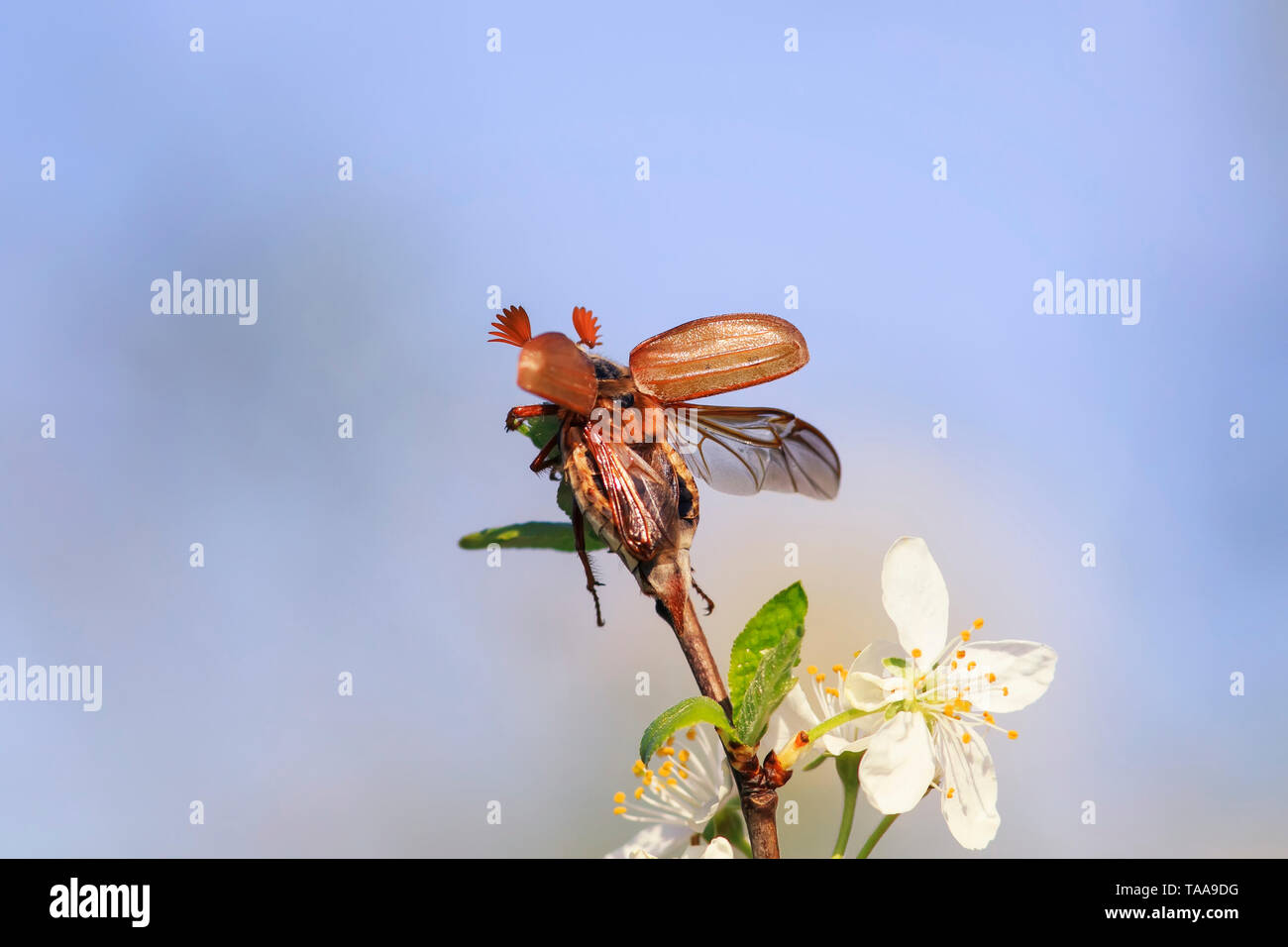 large insect May-beetle flies up spreading its wings from a beautiful ...