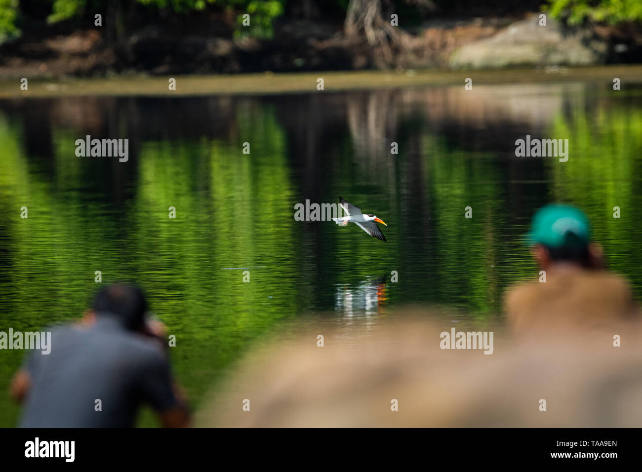 Indian skimmer skimming hi-res stock photography and images - Alamy