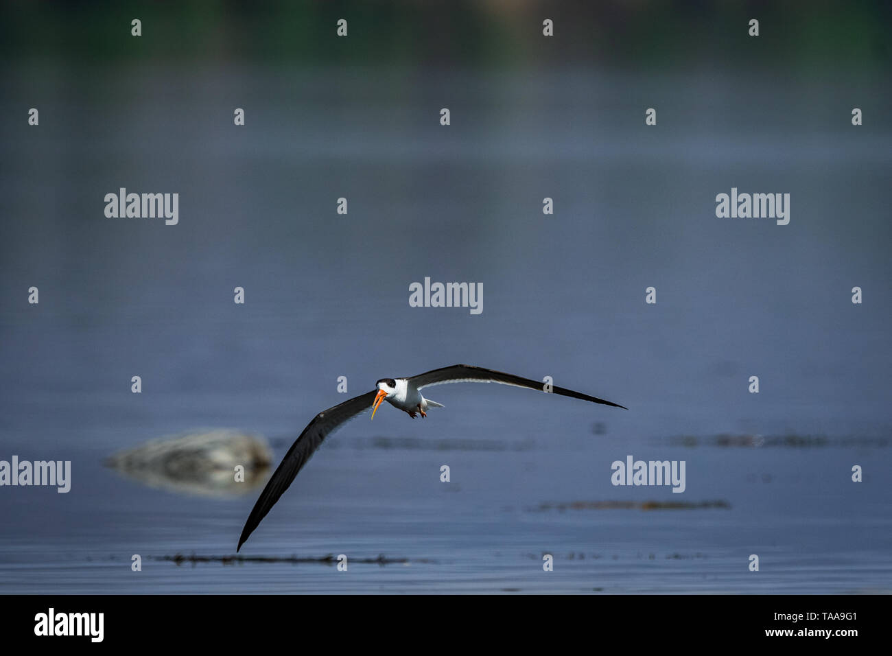 Indian skimmer or Indian scissors-bill (Rynchops albicollis) skimming ...