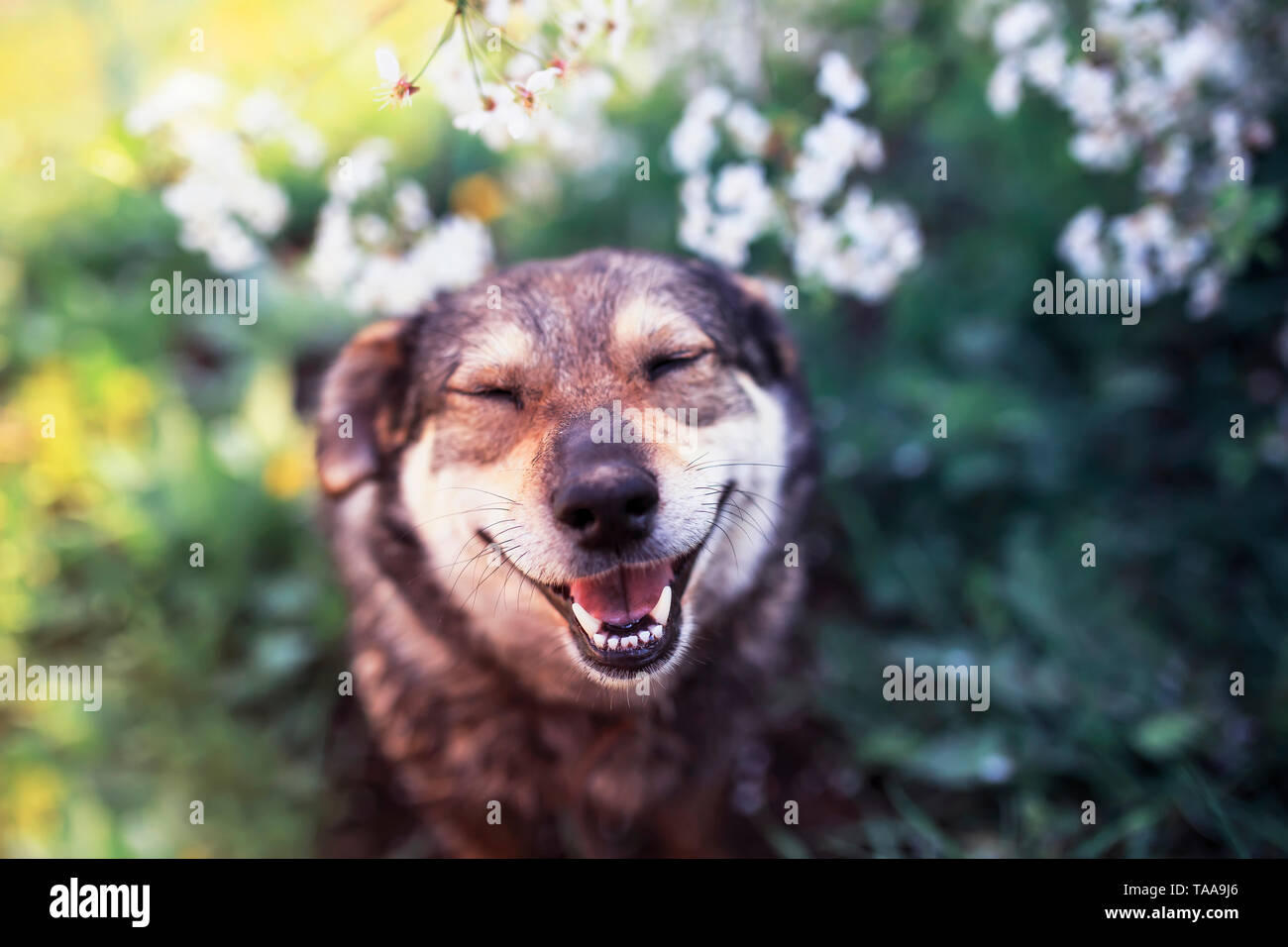 portrait of a cute funny dog sitting on a background of flowering ...