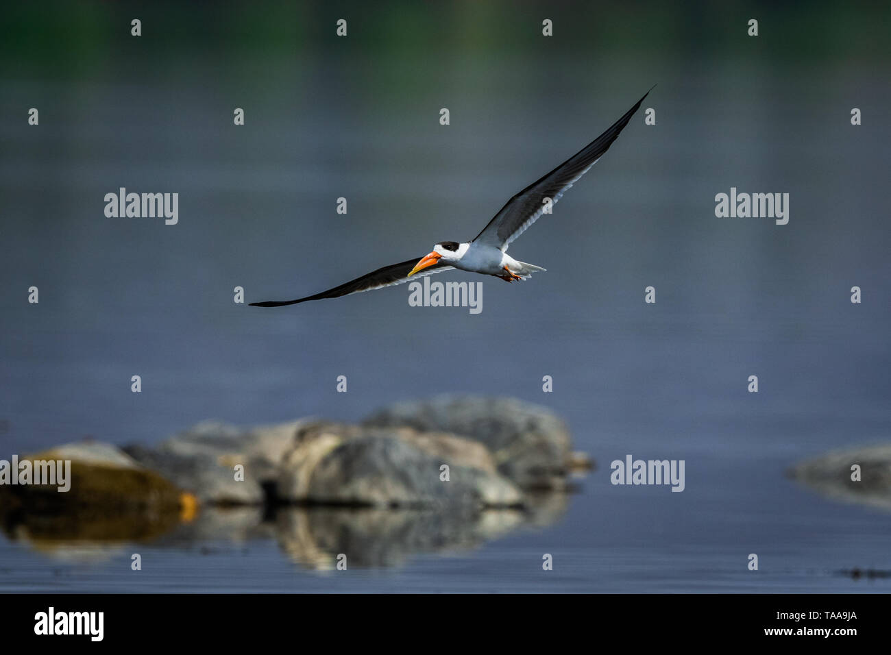 Indian skimmer skimming hi-res stock photography and images - Alamy