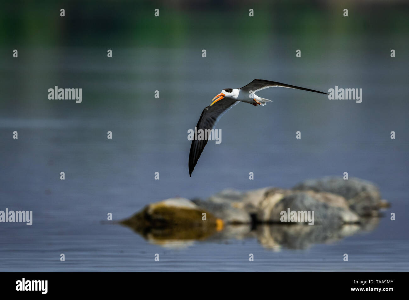 Indian skimmer skimming hi-res stock photography and images - Alamy