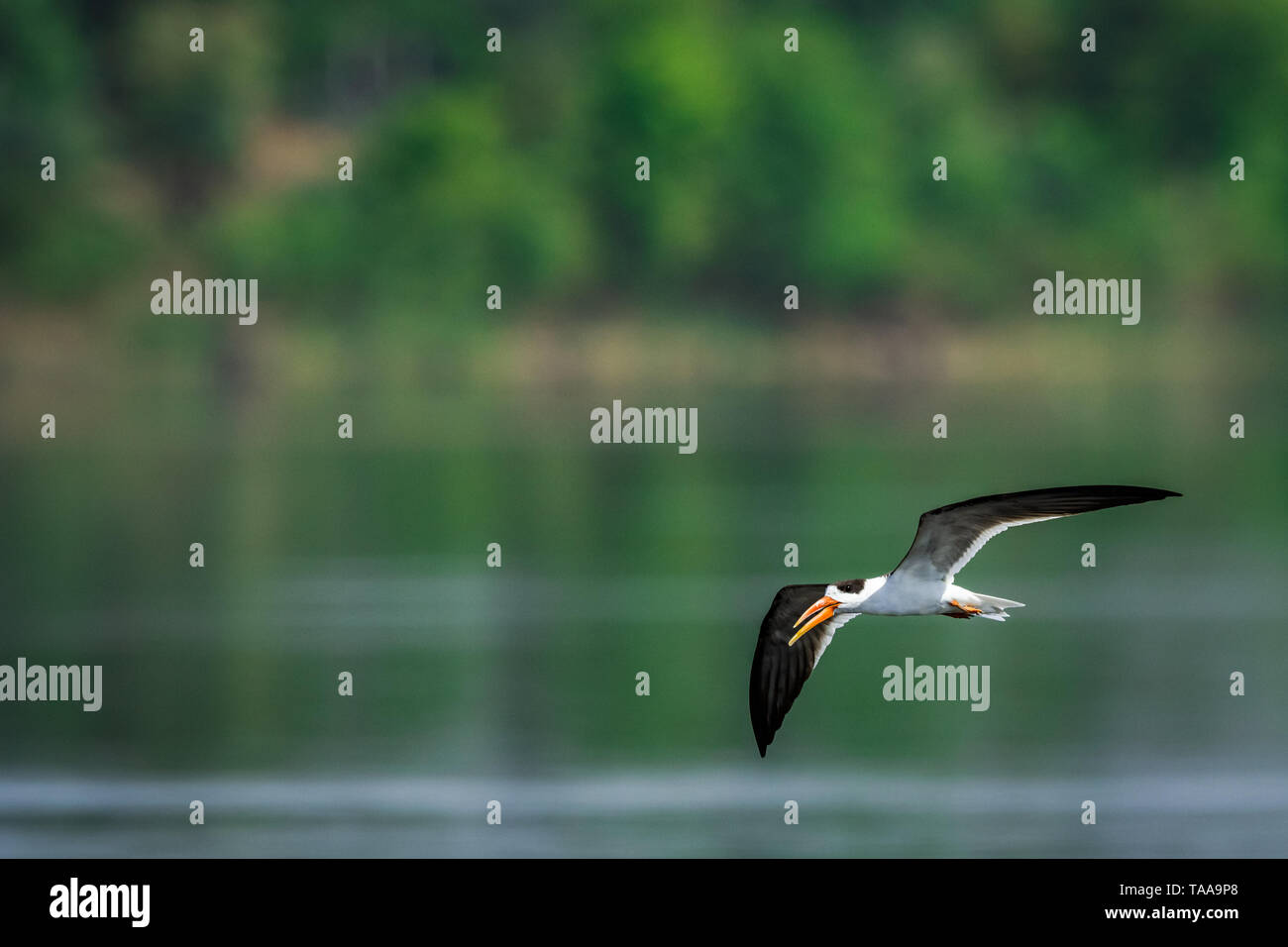 Indian skimmer or Indian scissors-bill (Rynchops albicollis) skimming ...