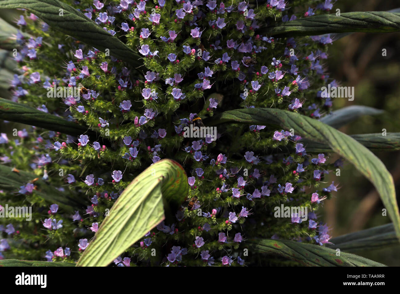 London shrub hi-res stock photography and images - Alamy