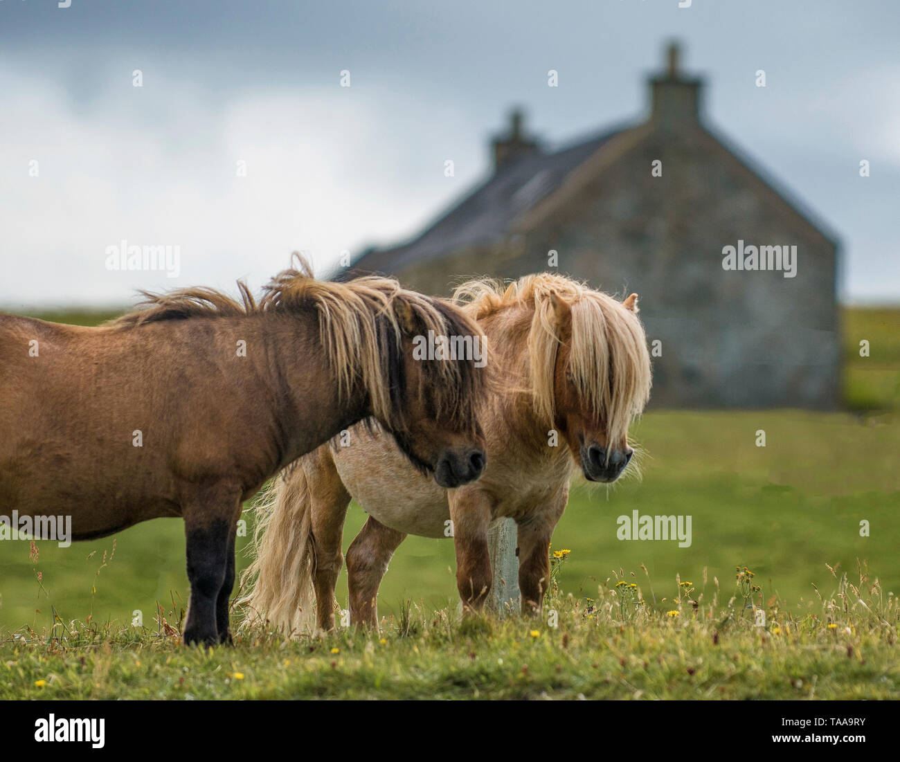 Shetland ponies scotland hi-res stock photography and images - Alamy