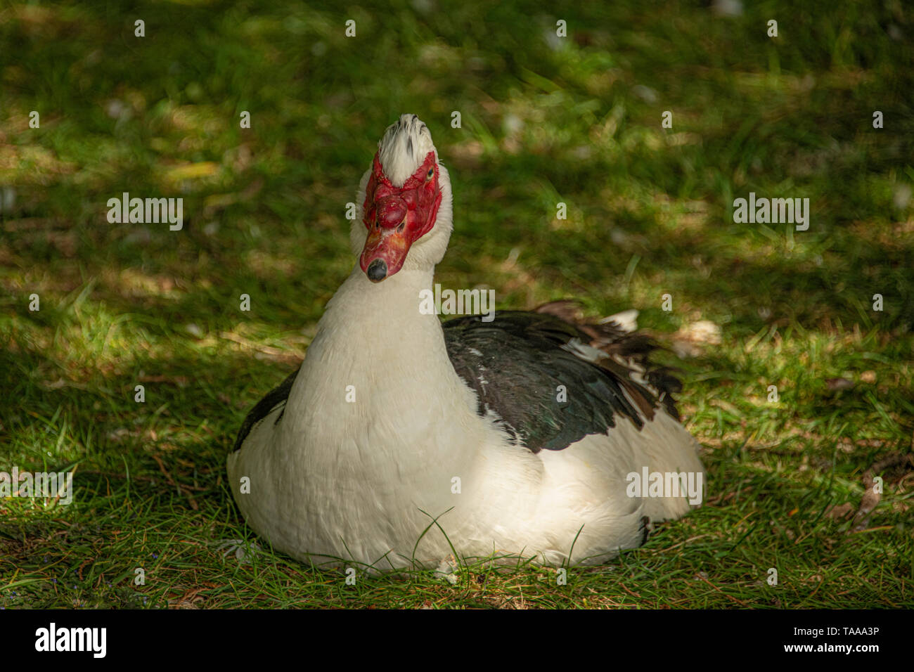 Muscovy duck sitting on the grass at Helston Cornwall boating lake,in a ...