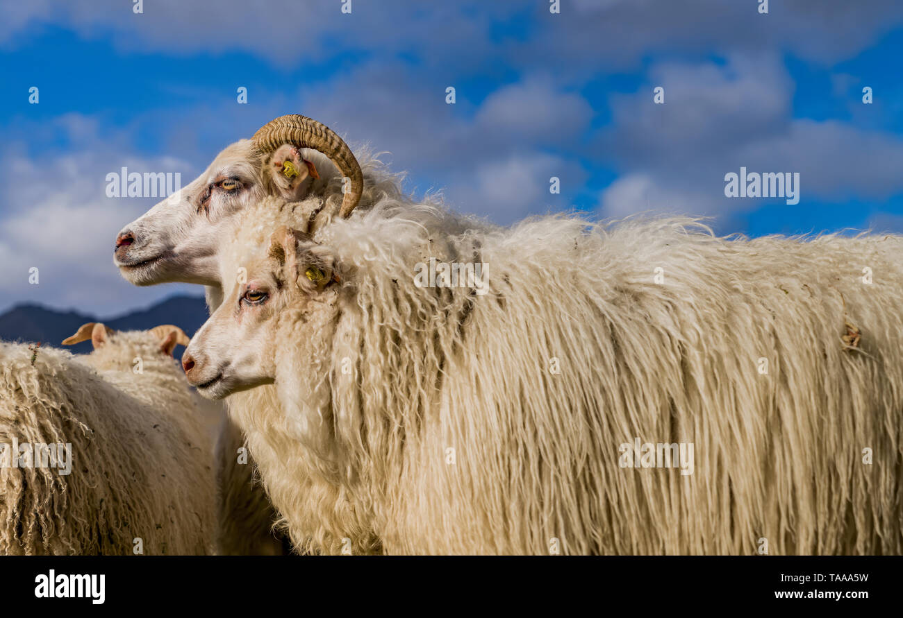 Icelandic Sheep, Iceland Stock Photo - Alamy