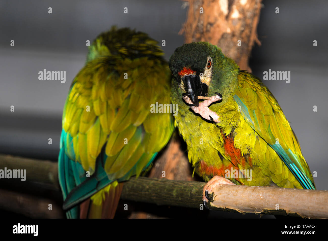 Blue-winged macaws (Primolius maracana Stock Photo - Alamy