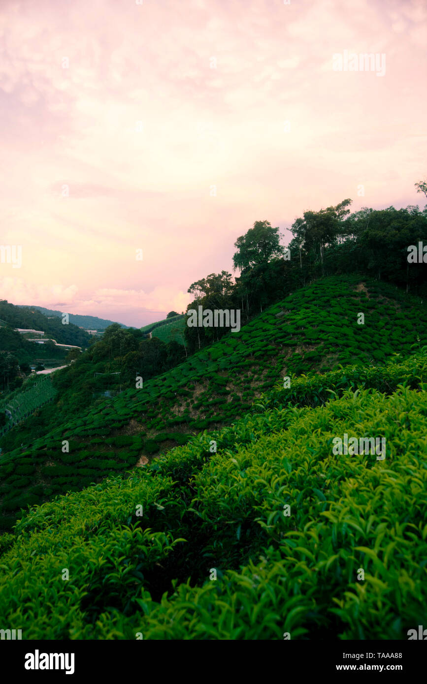 Tea plantations in the Cameron Highlands, Malaysia Stock Photo - Alamy
