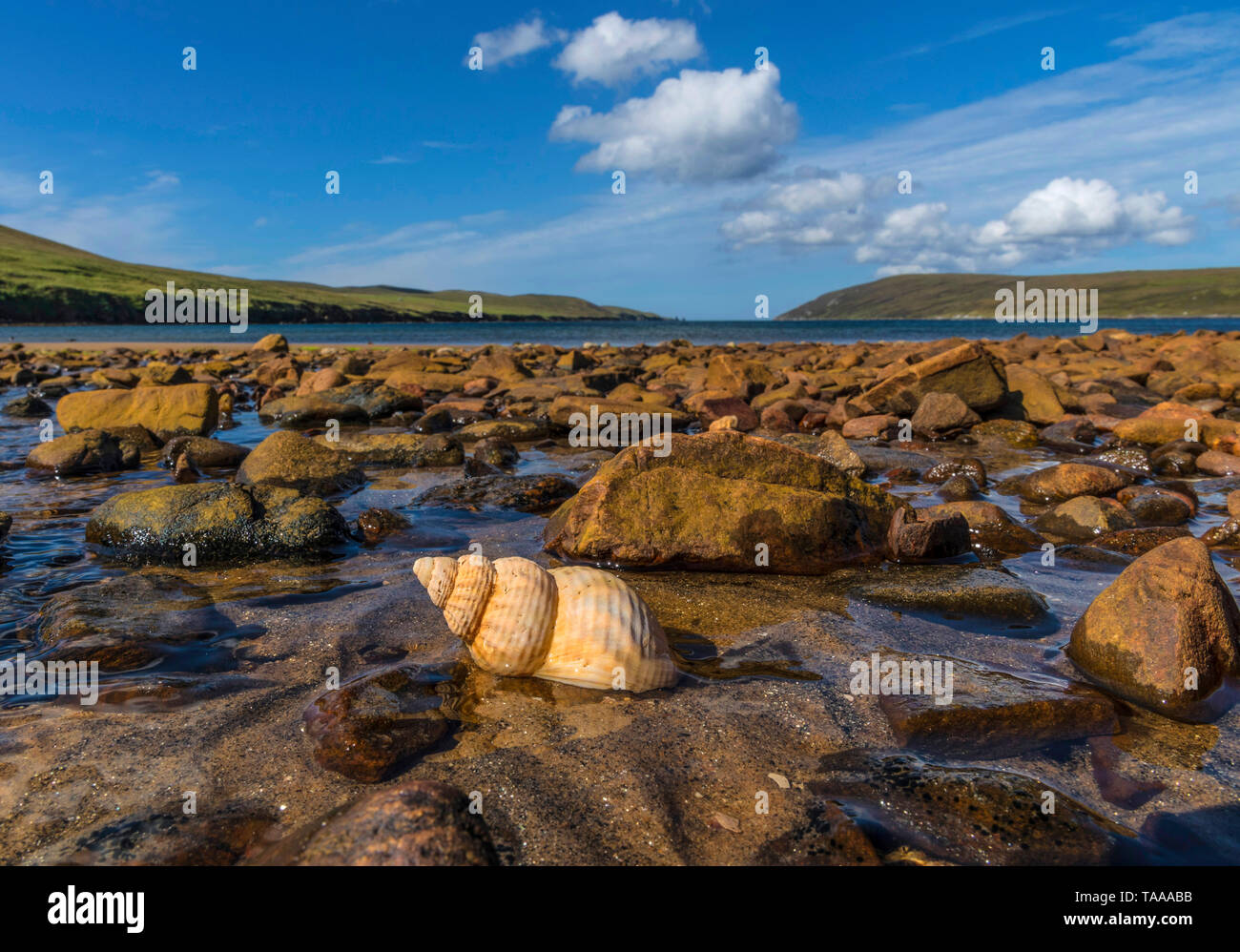 Giant whelk shell on shore at Isbister, Shetland Stock Photo - Alamy