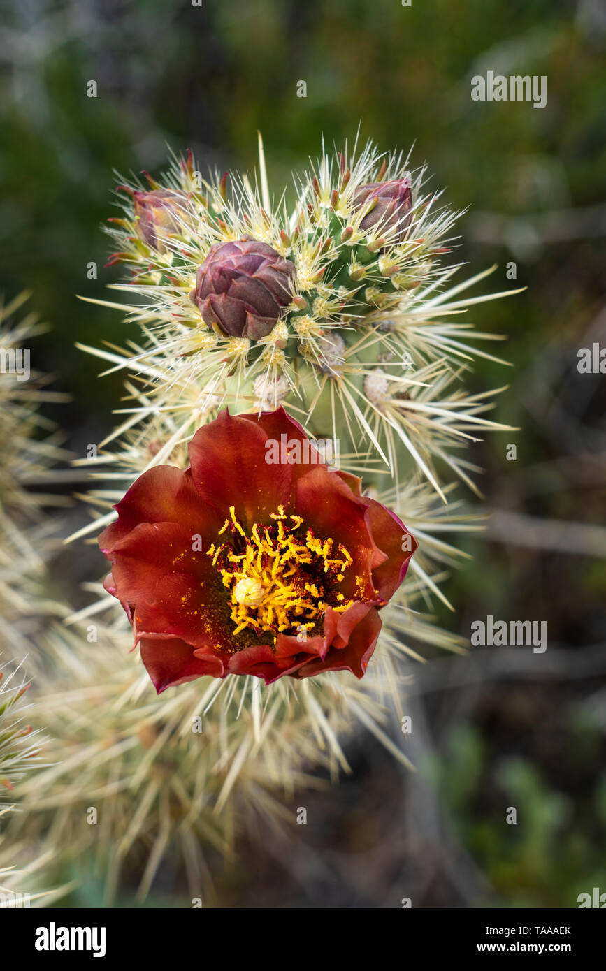 Desert cholla cactus blooming in the Anza-Borrego State Park ...