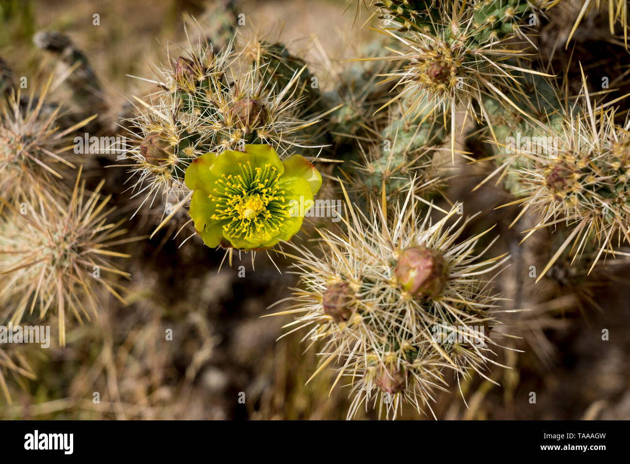 Desert Buckhorn cholla cactus blooming in the Anza-Borrego State Park ...