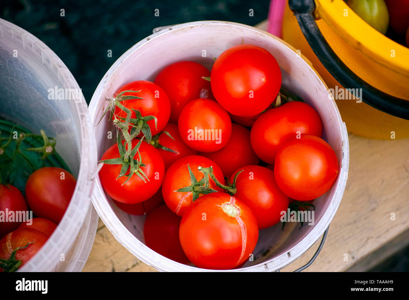 Tomatoes in bucket close hi-res stock photography and images - Alamy