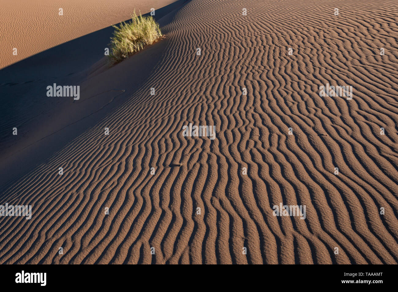 Dunes of the namib desert of Namibia Stock Photo - Alamy