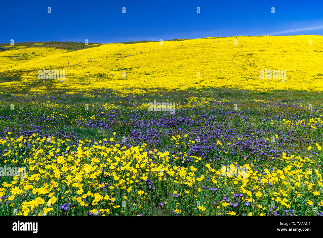 The Carizzo Plain National Monument with wildflowers of the 2019 ...