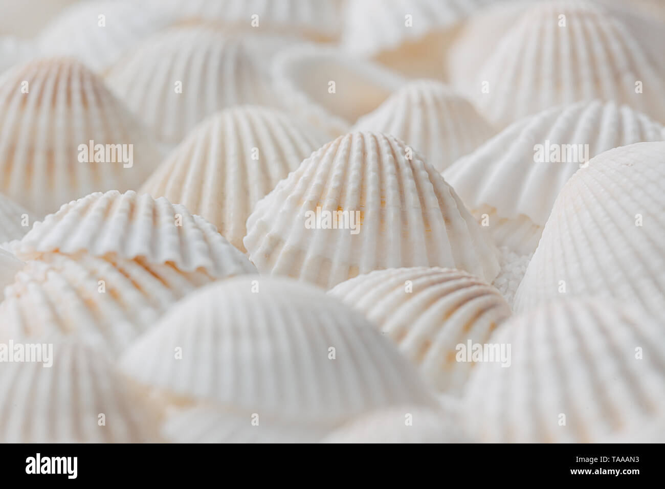 White shells hi-res stock photography and images - Alamy
