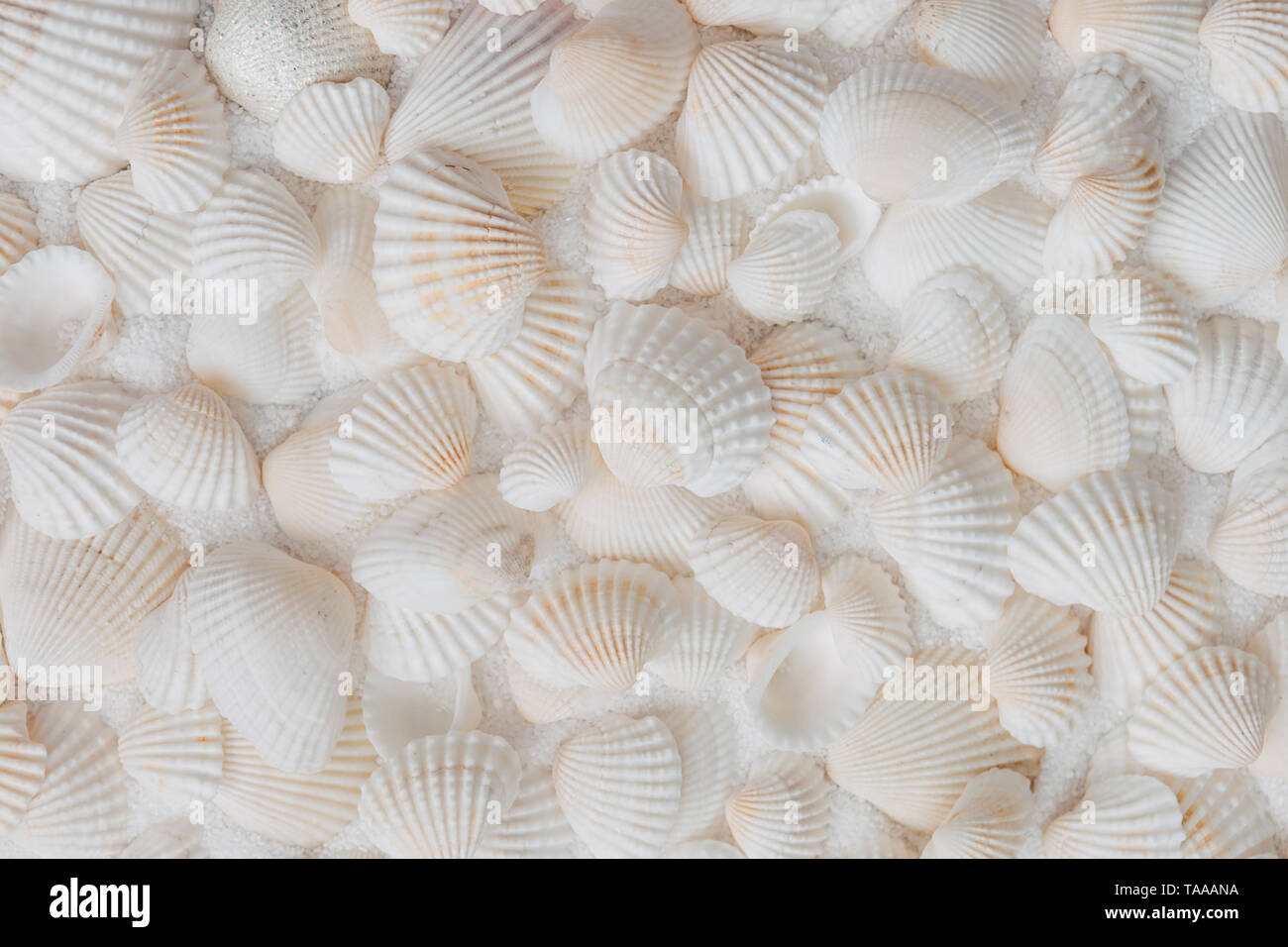 Cockle shells on a beach hi-res stock photography and images - Alamy