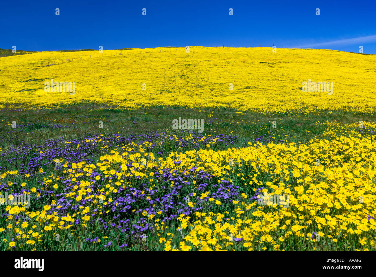 The Carizzo Plain National Monument with wildflowers of the 2019 ...