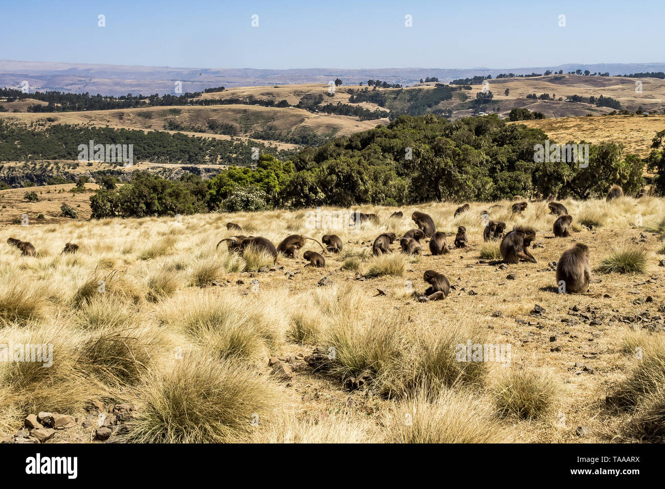 Gelada Baboon Theropithecus Gelada . Simien Mountains National Park ...