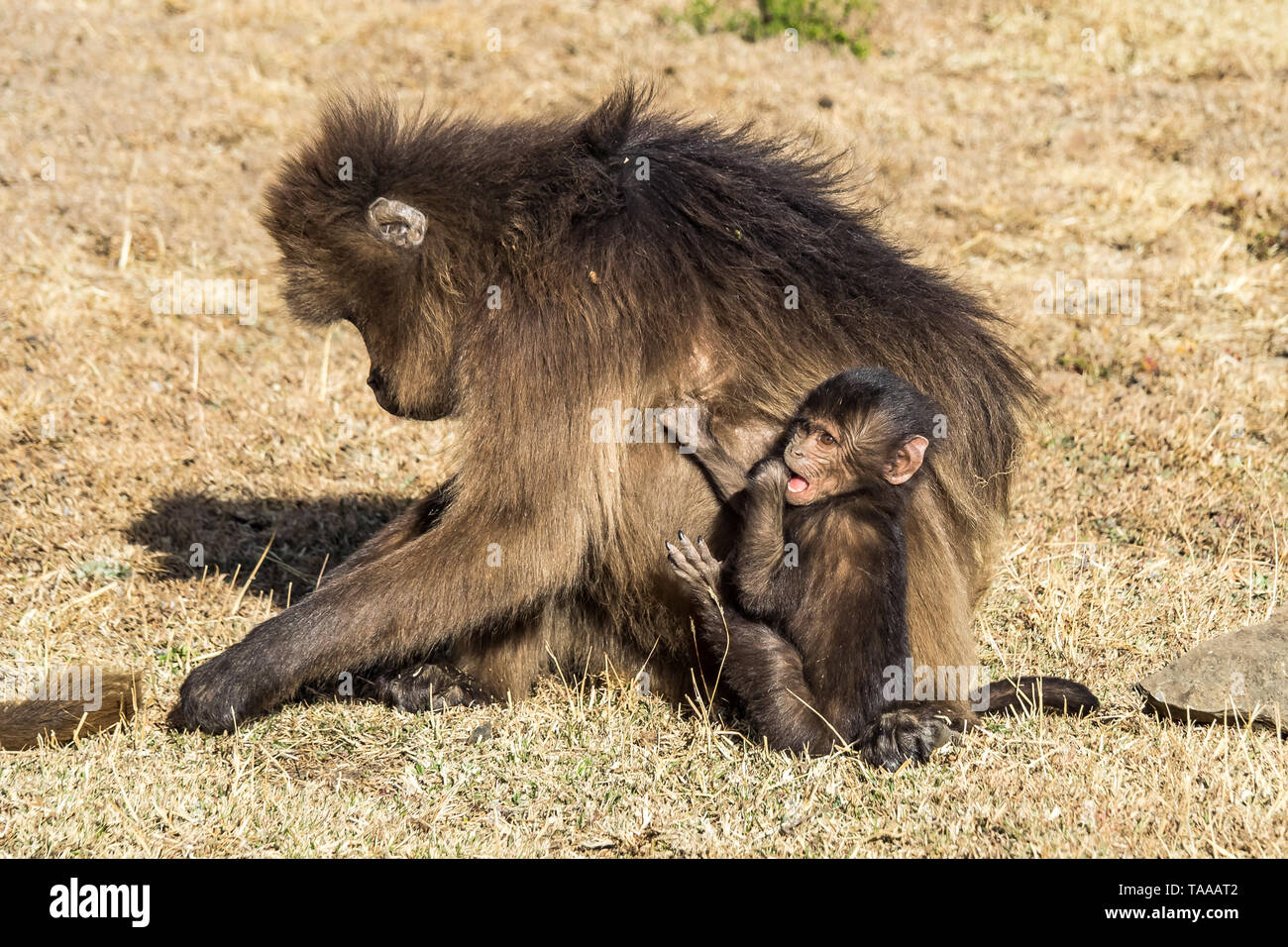 Gelada Baboon Theropithecus Gelada . Simien Mountains National Park ...
