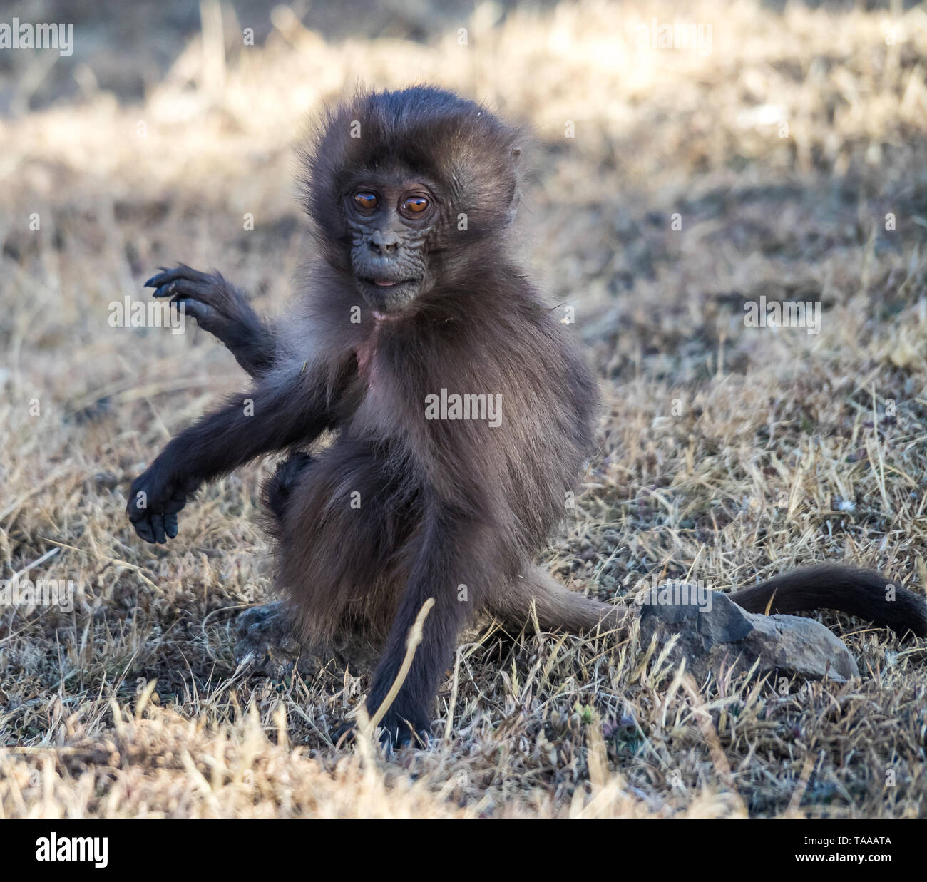 Gelada Baboon Theropithecus Gelada . Simien Mountains National Park ...