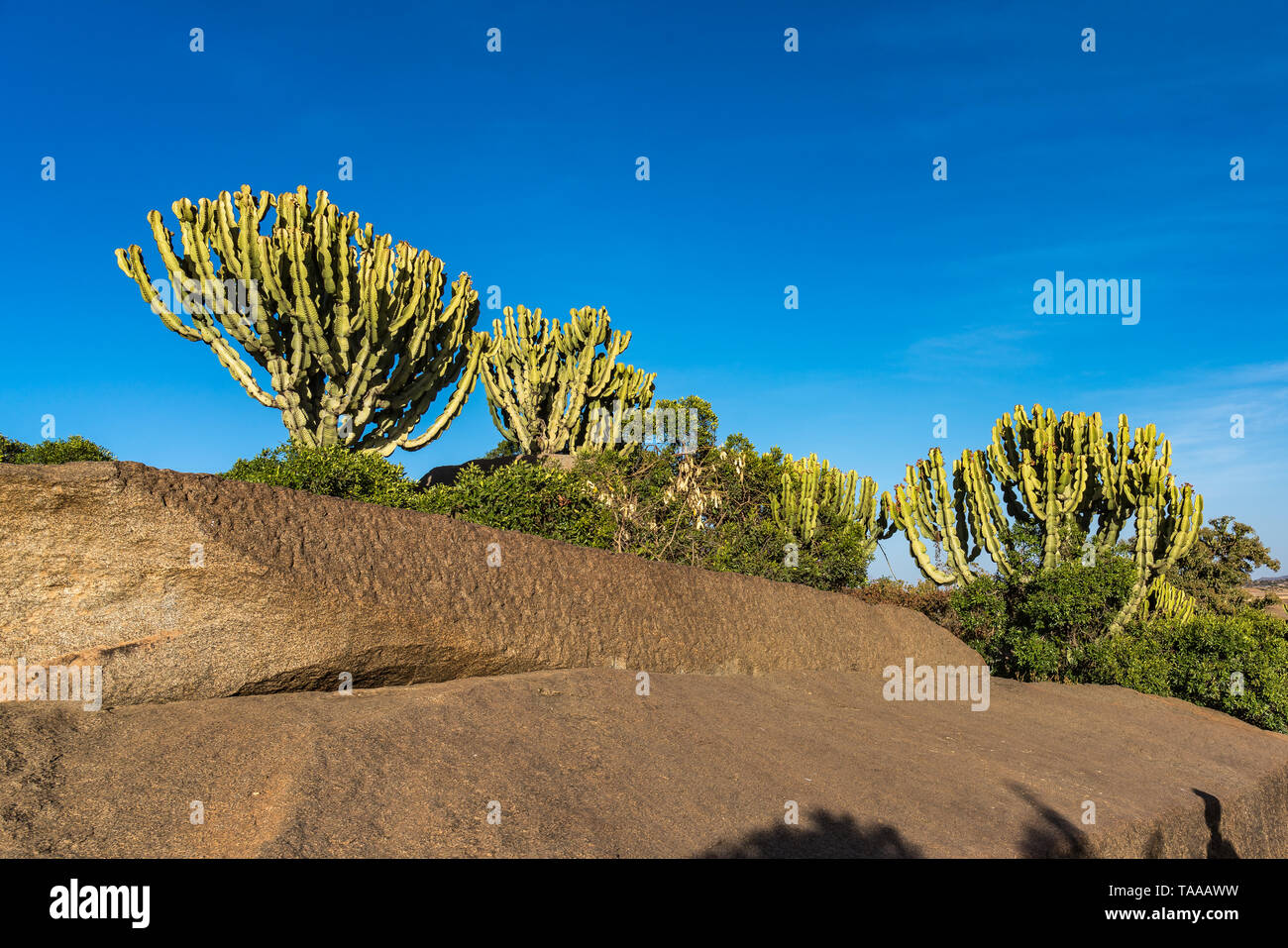 candelabra trees around historical city Aksum - Ethiopia, Africa Stock ...