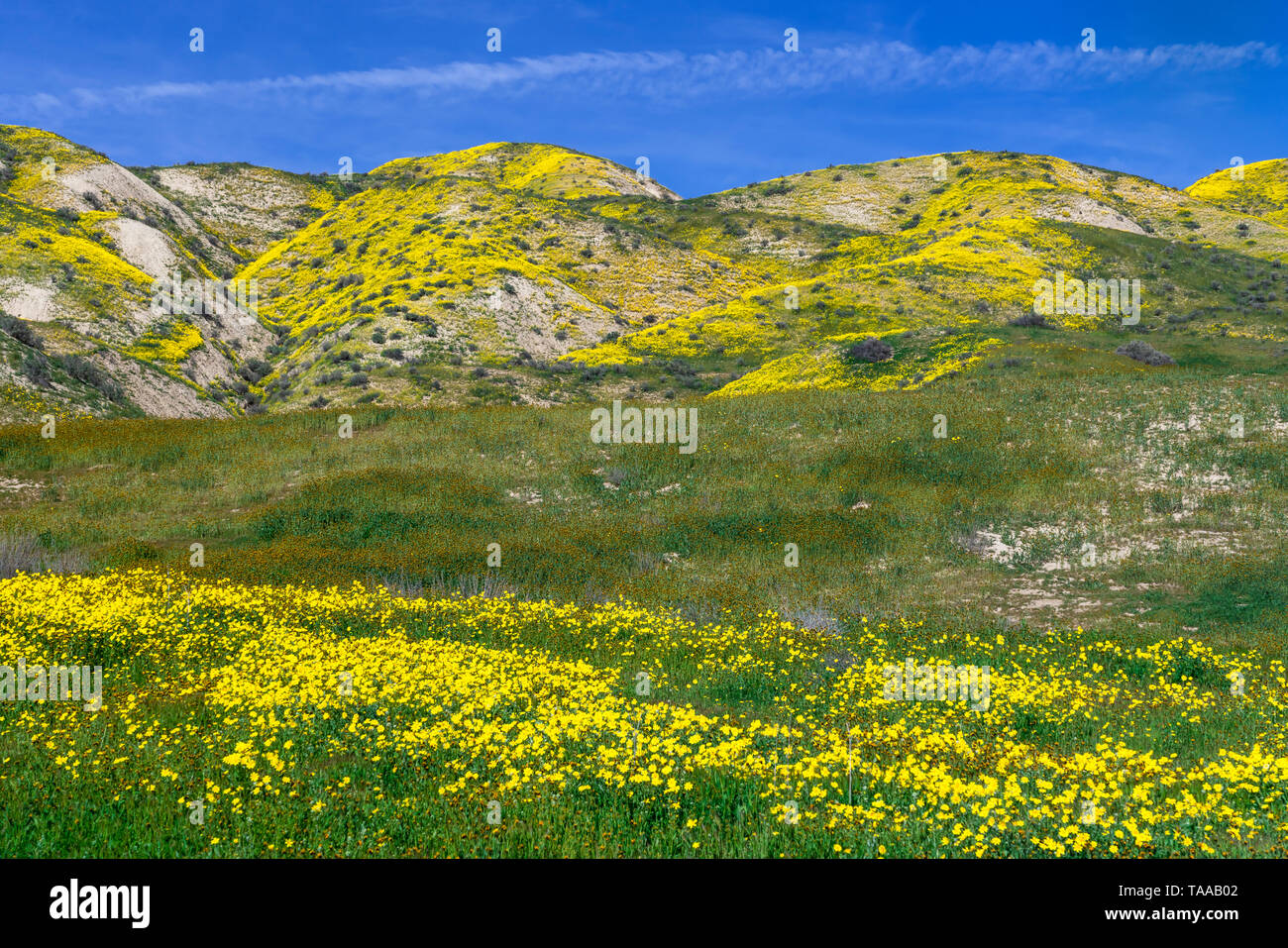 The Carizzo Plain National Monument with wildflowers of the 2019 ...