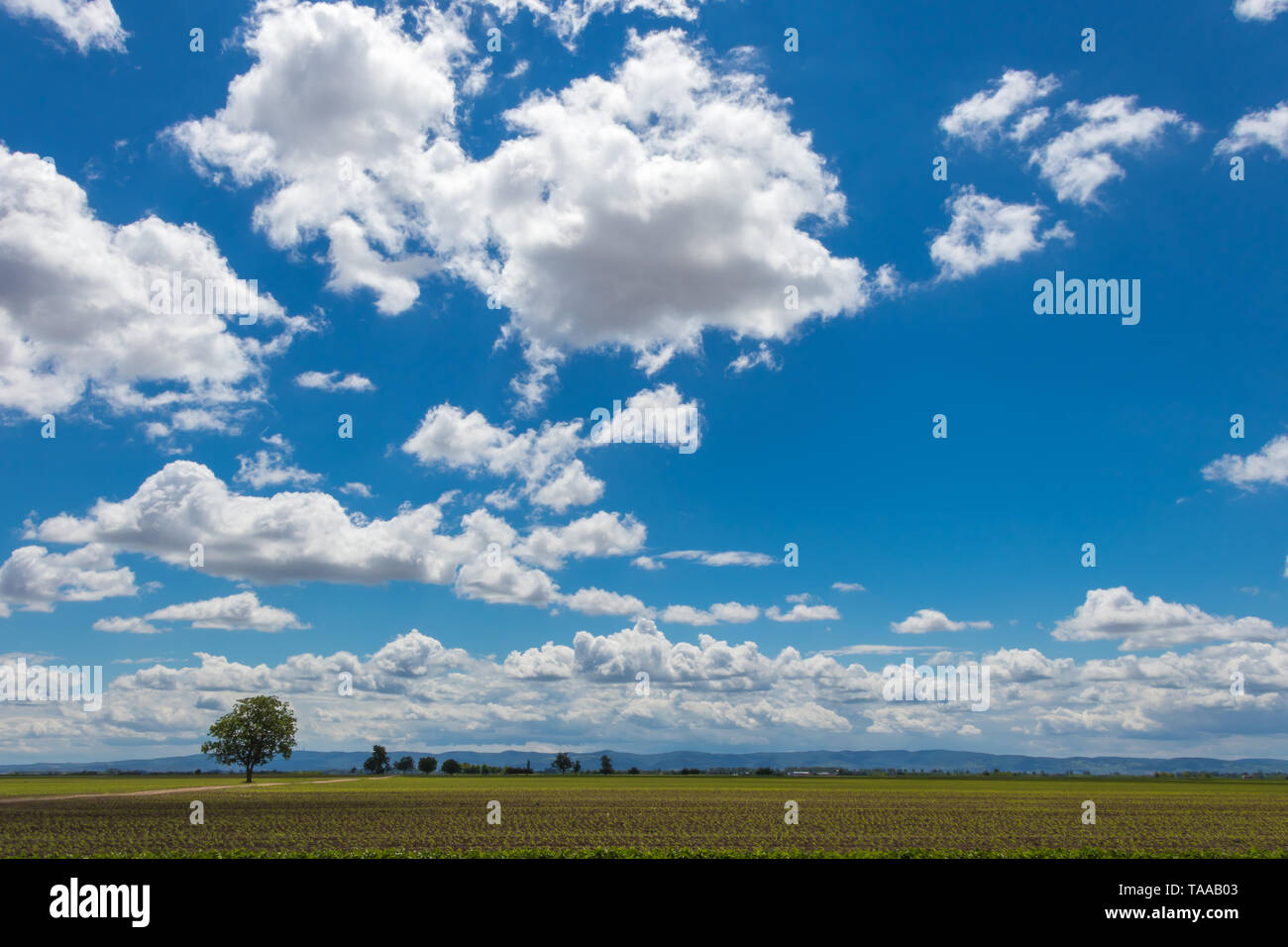 Agricultural field and the mountain Fruška Gora in Vojvodina in May ...