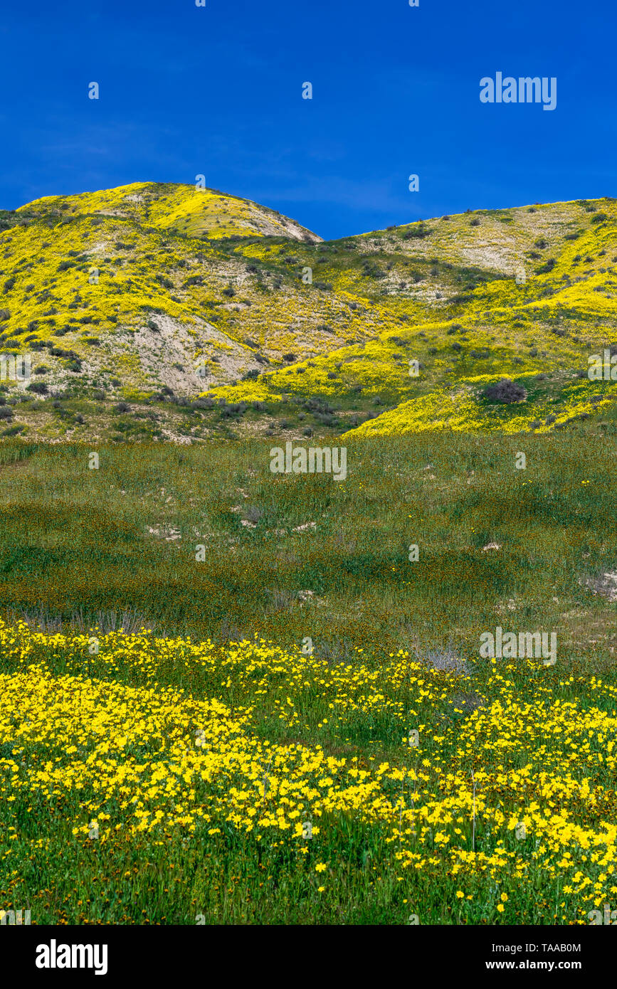 The Carizzo Plain National Monument with wildflowers of the 2019 ...