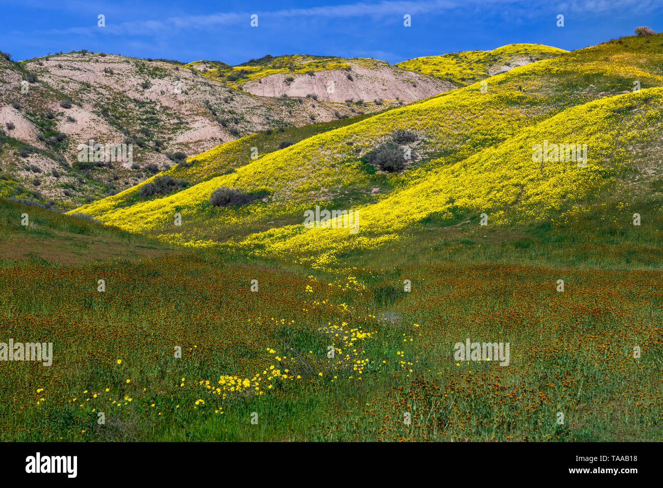 The Carizzo Plain National Monument with wildflowers of the 2019 ...