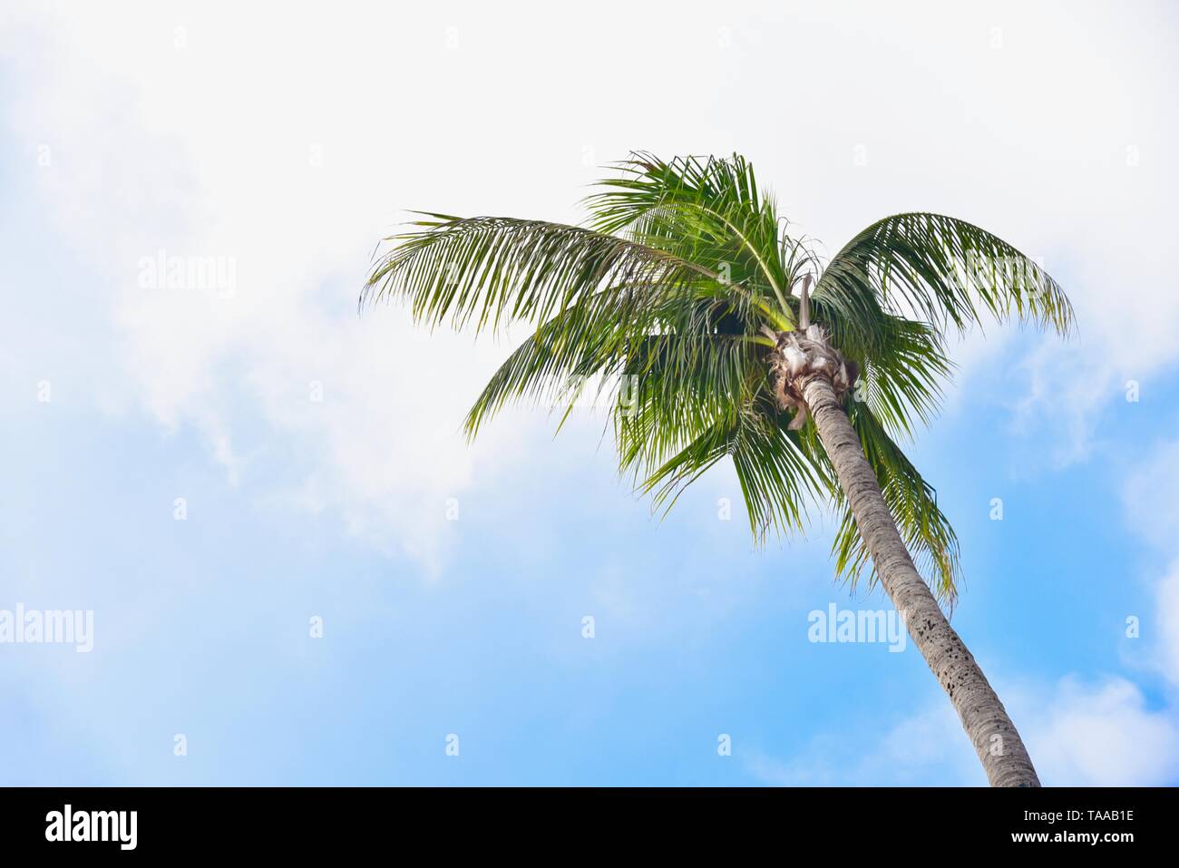 Tropical coconut tree hi-res stock photography and images - Alamy