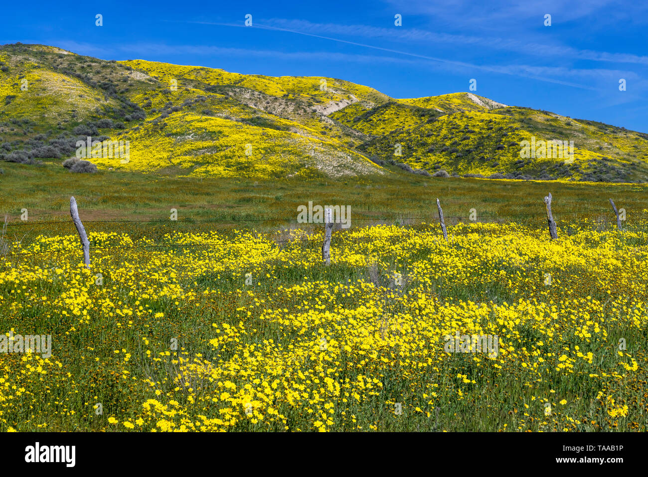 The Carizzo Plain National Monument with wildflowers of the 2019 ...