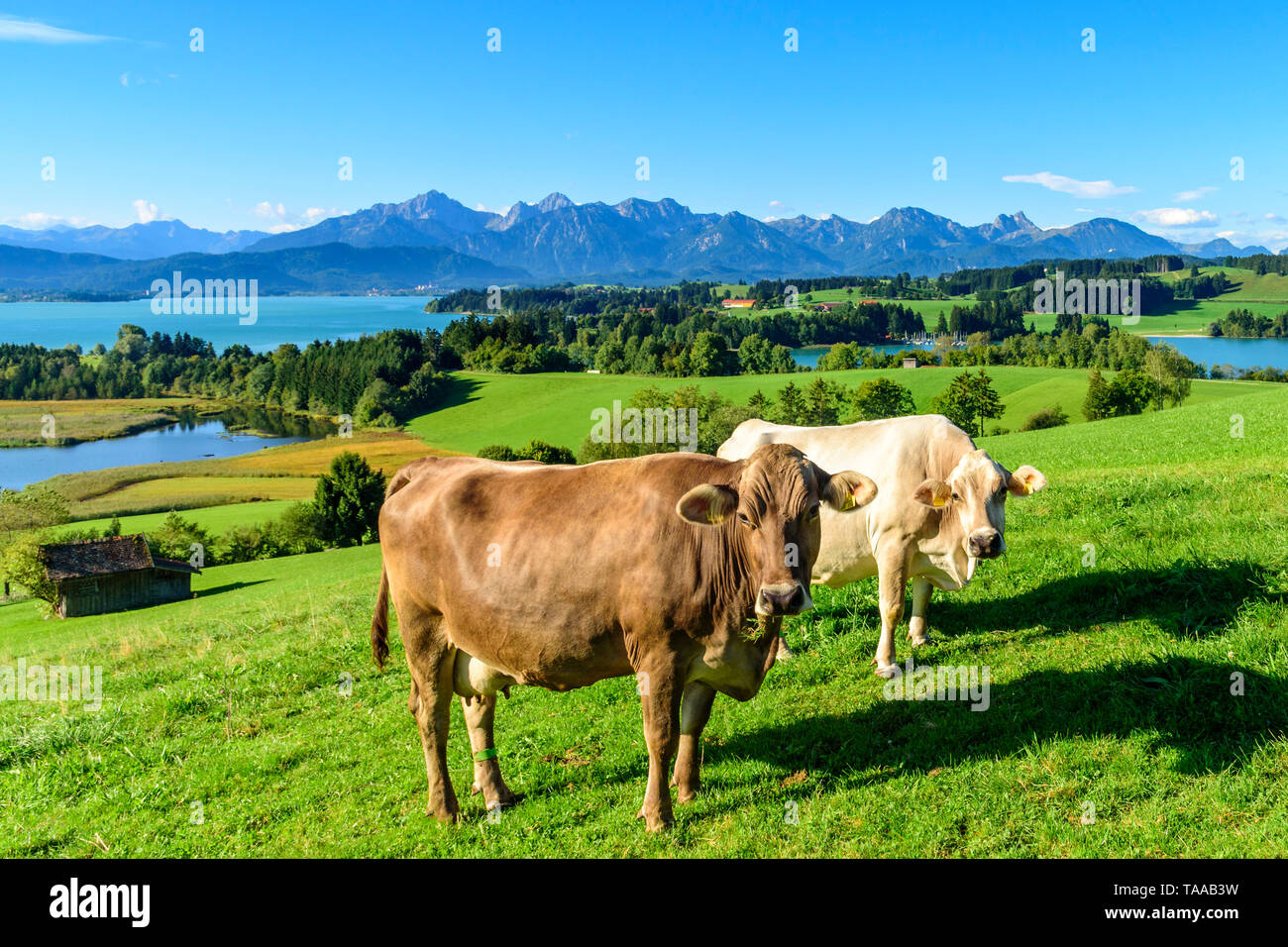 Meadow at forggensee hi-res stock photography and images - Alamy