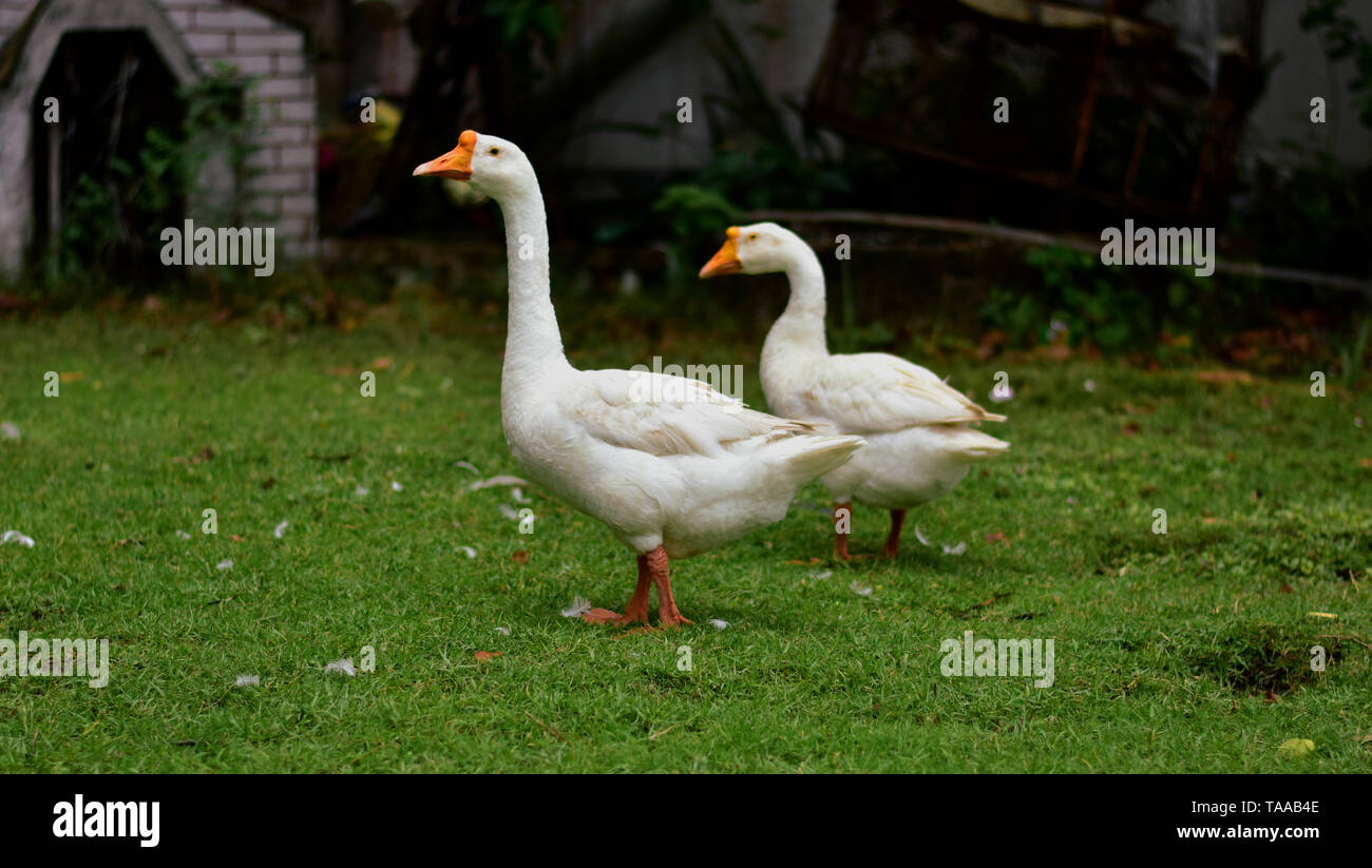 Birds ducks wallpaper hi-res stock photography and images - Alamy