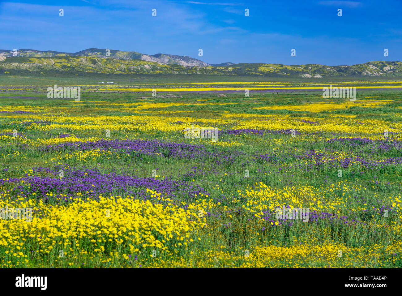 The Carizzo Plain National Monument with wildflowers of the 2019 ...