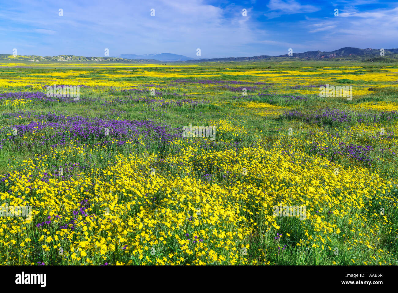 The Carizzo Plain National Monument with wildflowers of the 2019 ...
