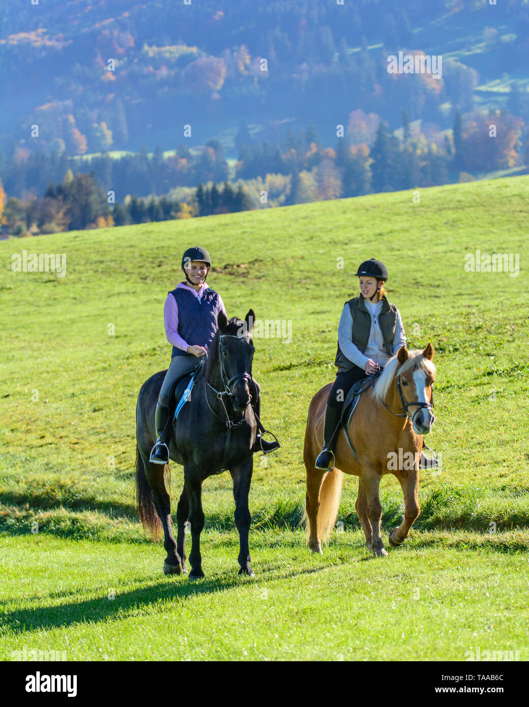 Relaxed horse hi-res stock photography and images - Alamy