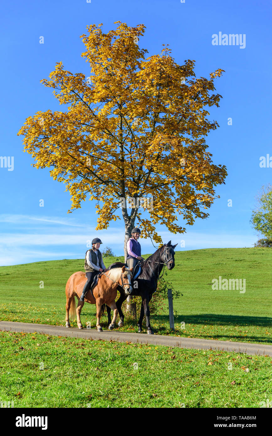 Relaxed horse hi-res stock photography and images - Alamy