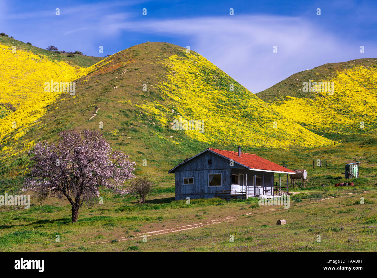 The Carizzo Plain National Monument with wildflowers of the 2019 ...