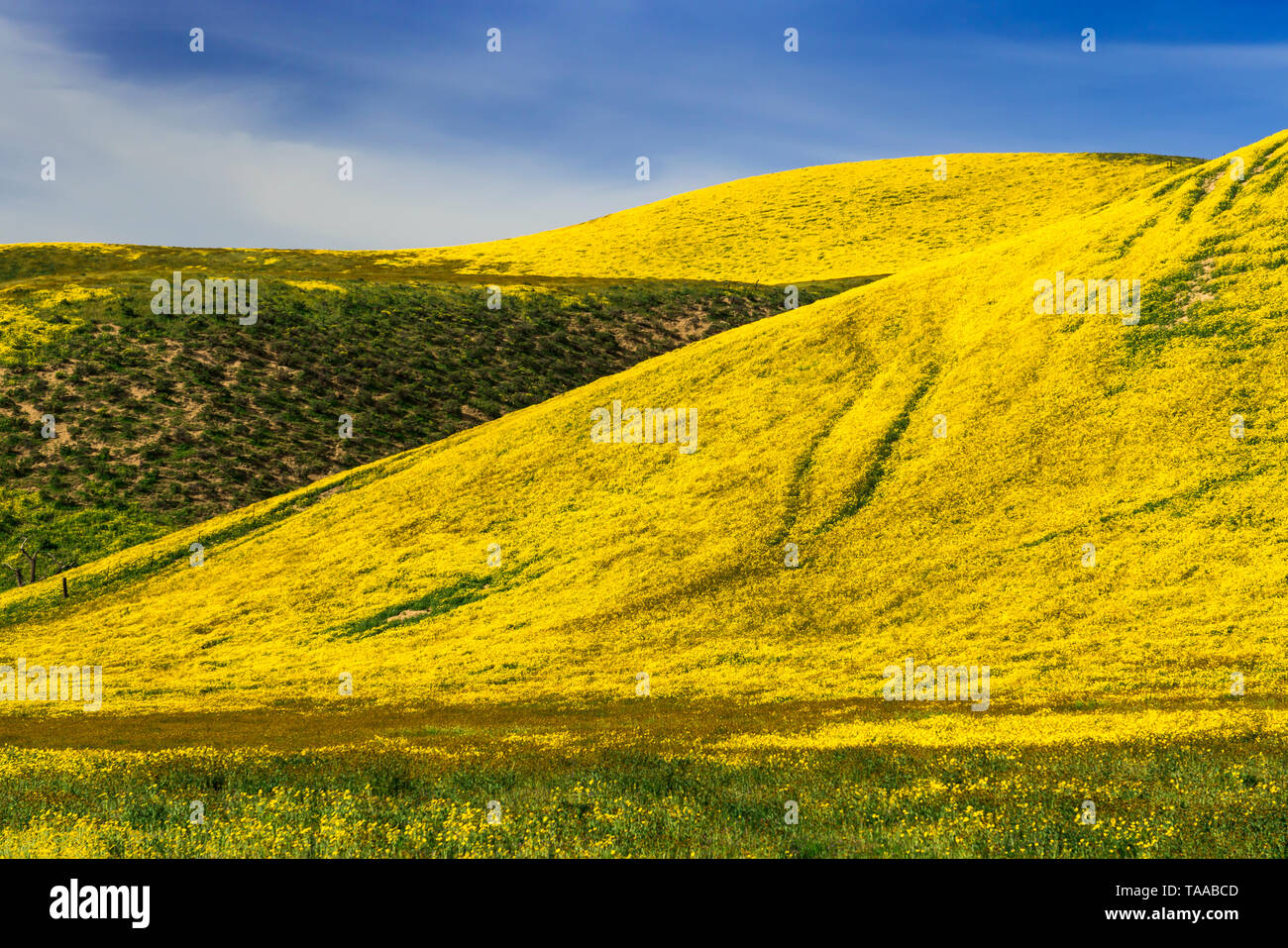 The Carizzo Plain National Monument with wildflowers of the 2019 ...