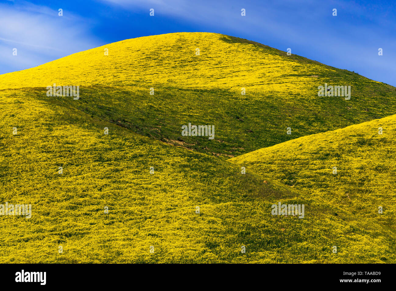 The Carizzo Plain National Monument with wildflowers of the 2019 ...