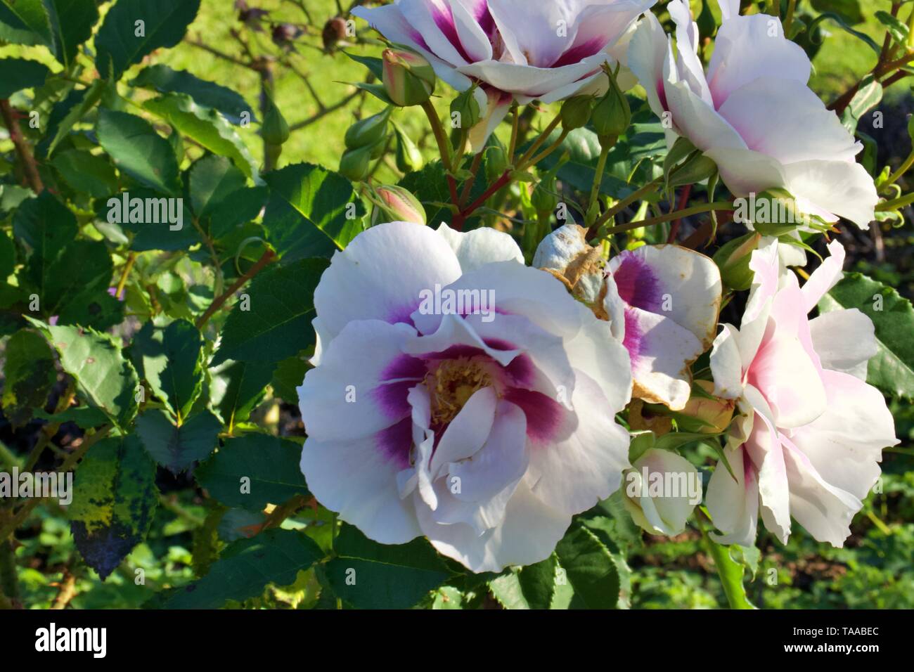 Gorgeous ruffled double blooms of blushing pink with a surprise ...